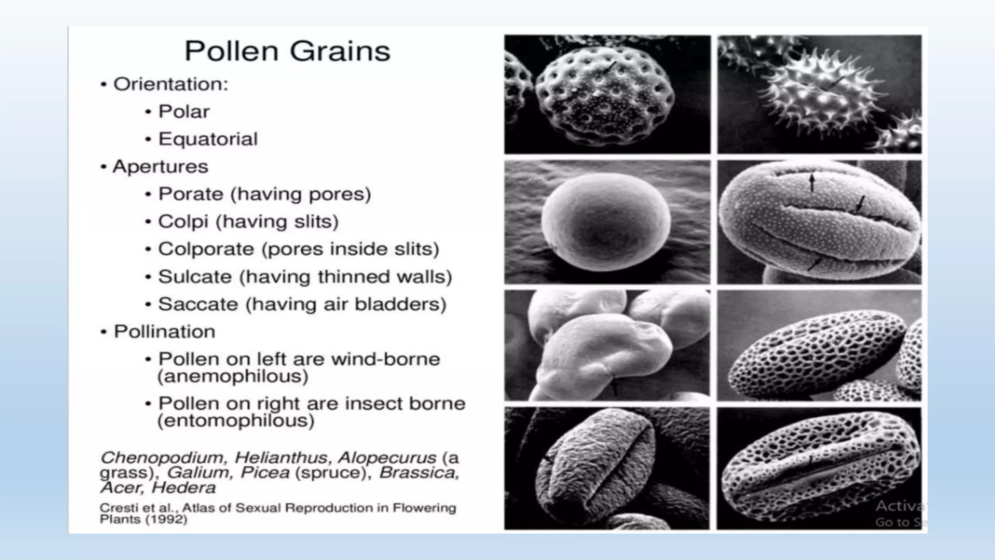 NPC classification/ systemm , Bsc. botany | PPTX