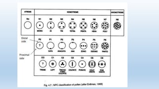 NPC classification/ systemm , Bsc. botany | PPTX