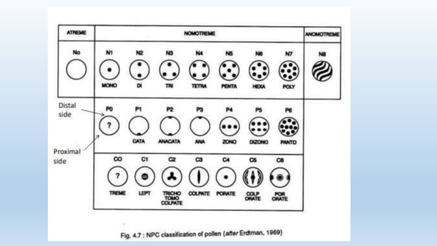 NPC classification/ systemm , Bsc. botany | PPTX