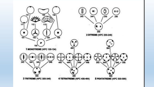NPC classification/ systemm , Bsc. botany | PPT