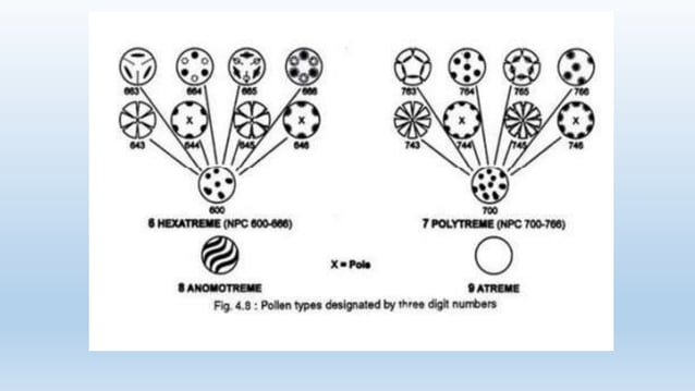 NPC classification/ systemm , Bsc. botany | PPTX