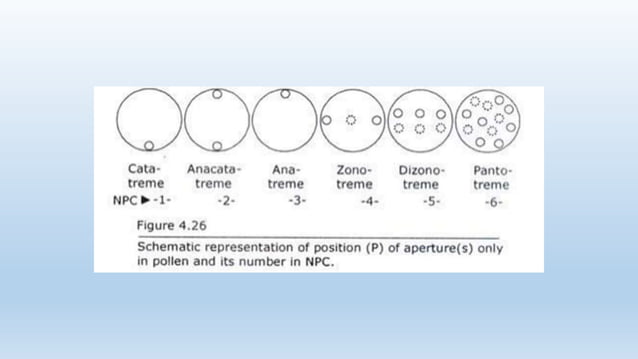 NPC classification/ systemm , Bsc. botany | PPTX