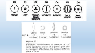 NPC classification/ systemm , Bsc. botany | PPTX