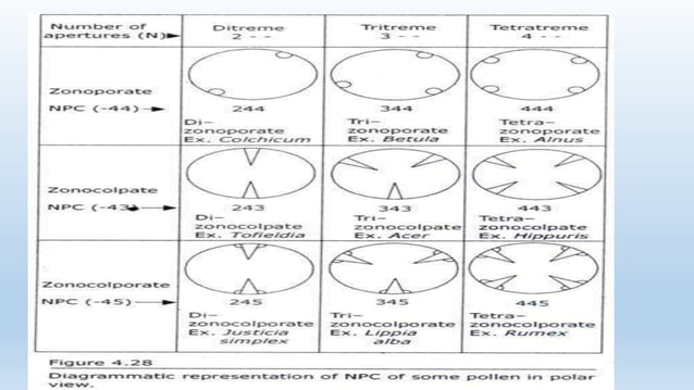 NPC classification/ systemm , Bsc. botany | PPTX