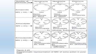 NPC classification/ systemm , Bsc. botany | PPTX