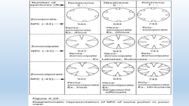 NPC classification/ systemm , Bsc. botany | PPTX