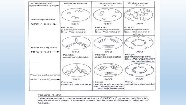 NPC classification/ systemm , Bsc. botany | PPTX
