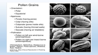 NPC classification/ systemm , Bsc. botany | PPTX