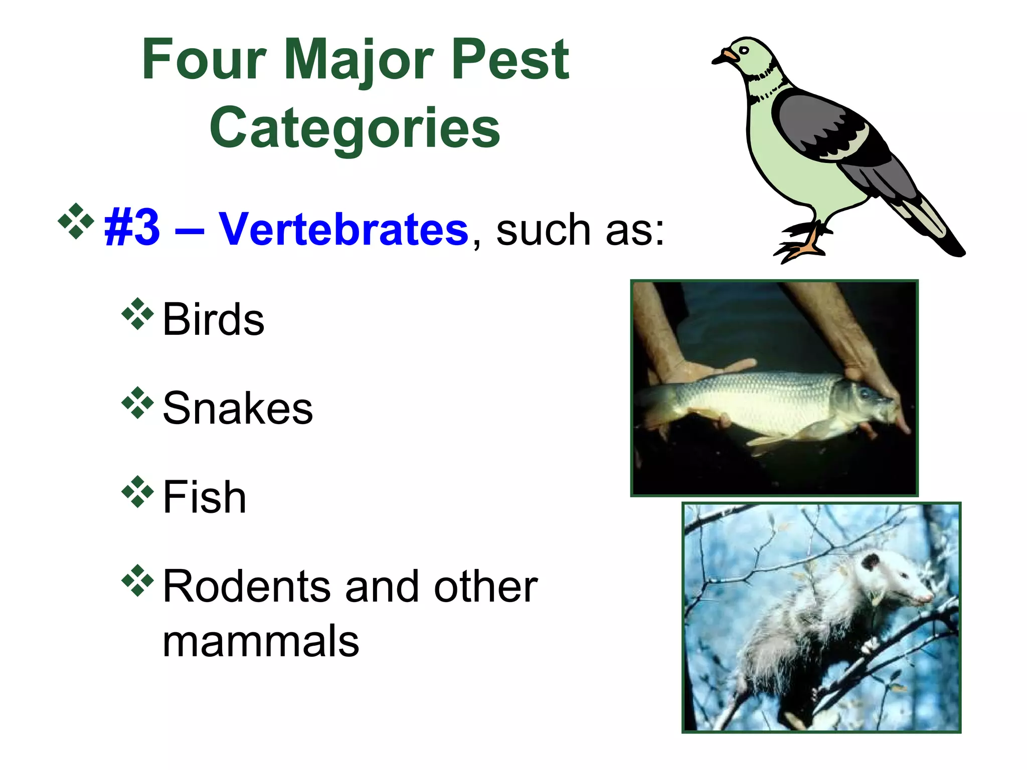 pest_management | PPT
