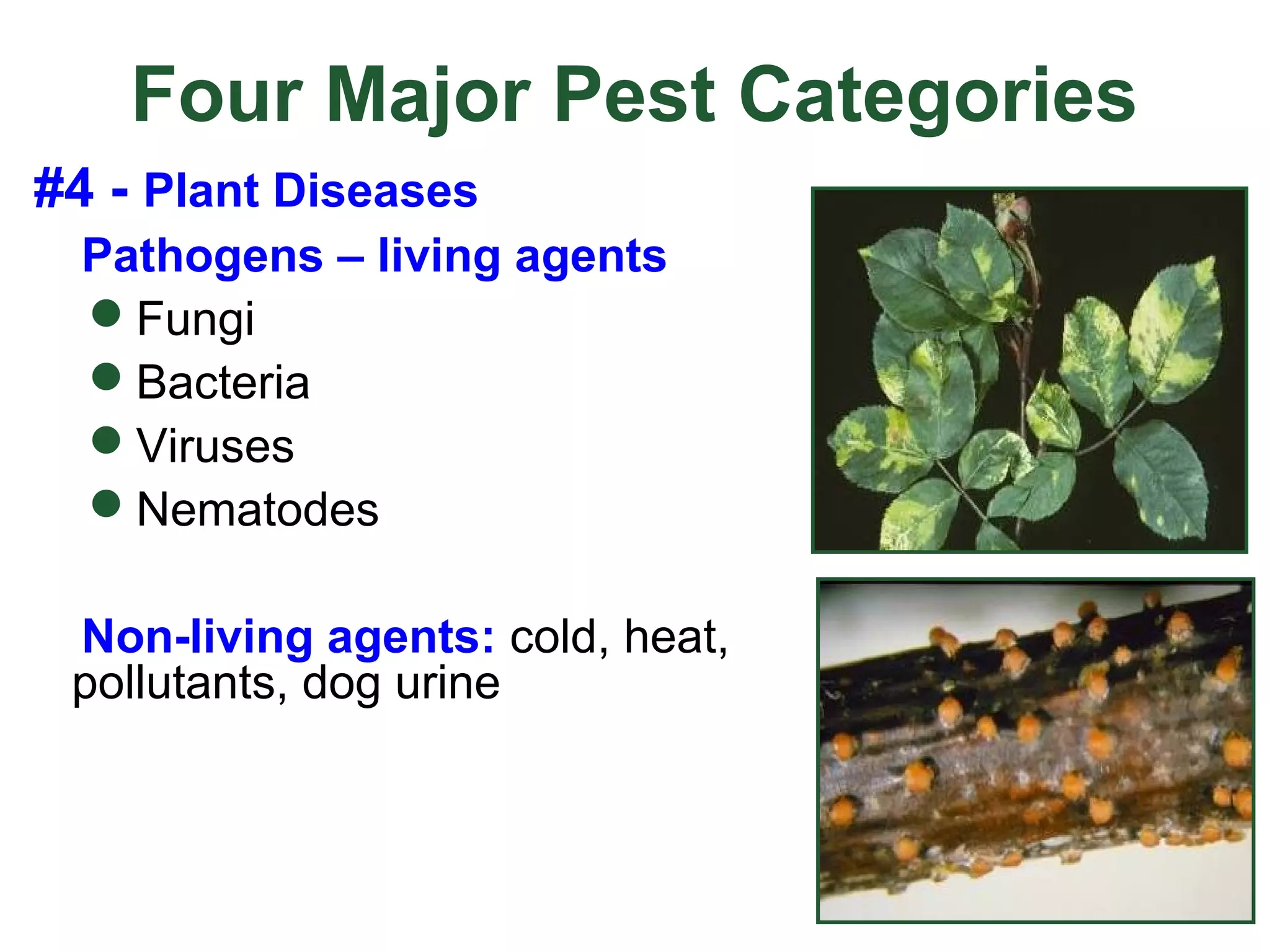 pest_management | PPT