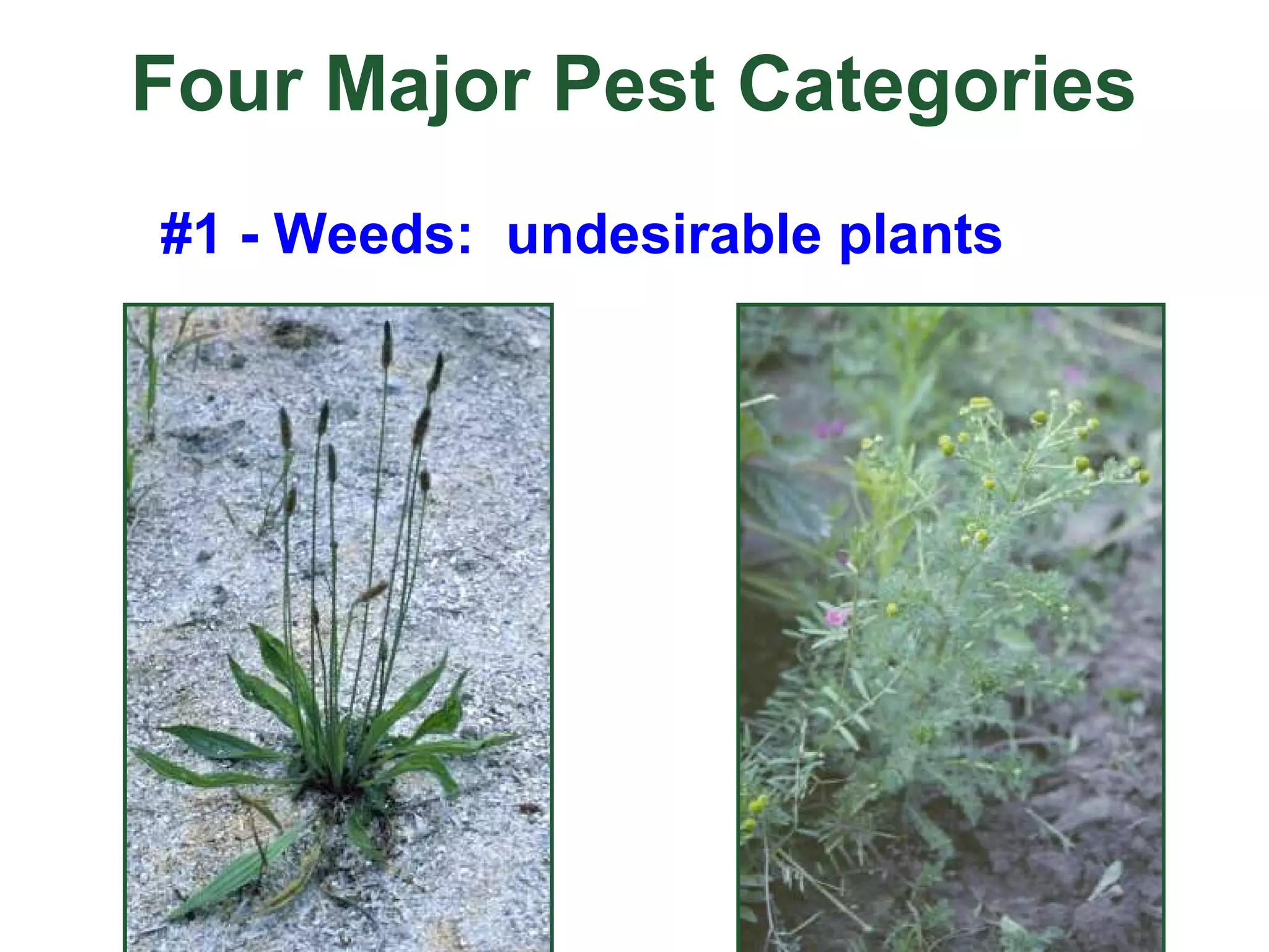 pest_management | PPT