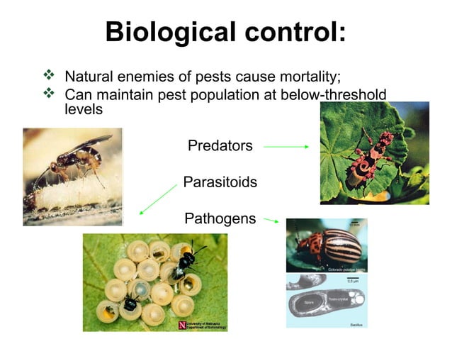 pest_management | PPT