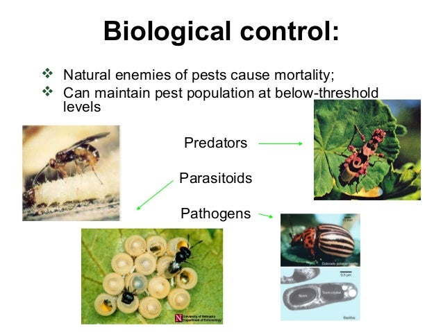 pest_management