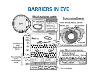 Non Proliferative Diabetic Retinopathy | PPTX