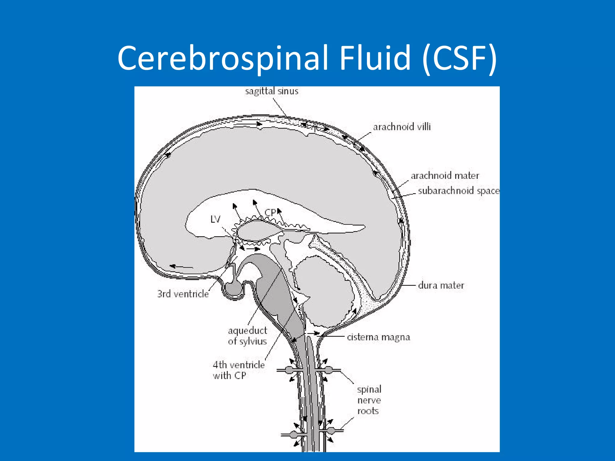Normal Pressure Hydrocephalus | PPT