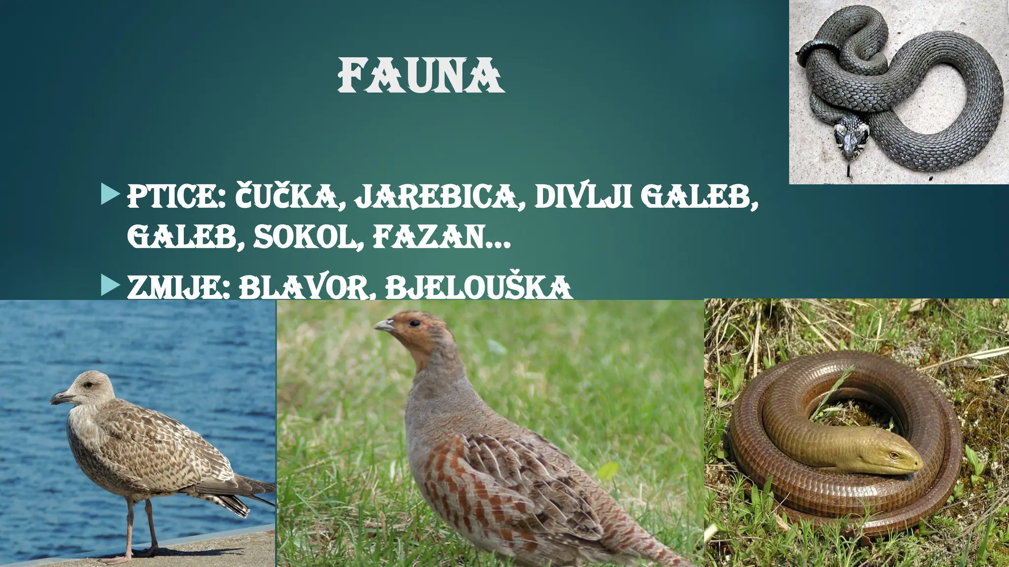 Nacionalni Park MLJET prezentacija pptx | PPTX