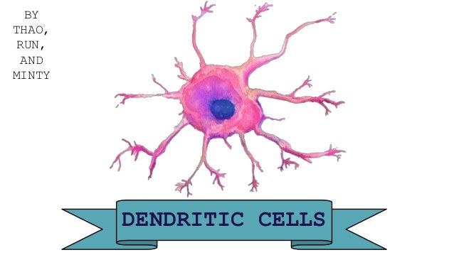 Dendritic Cell Presentation