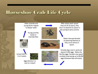 Horseshoe Crab Life Cycle