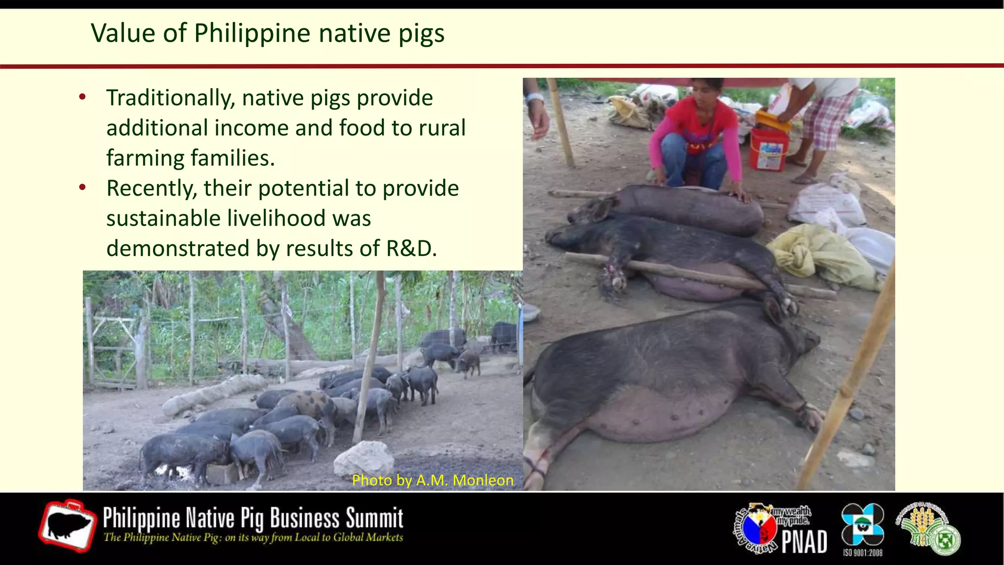R&D initiatives on Philippine Native Pigs | PPTX