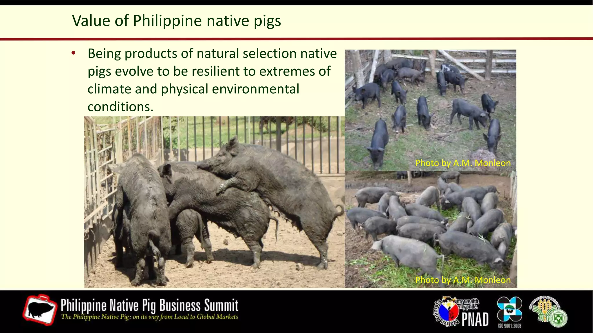 R&D initiatives on Philippine Native Pigs | PPTX | Agriculture | Industries