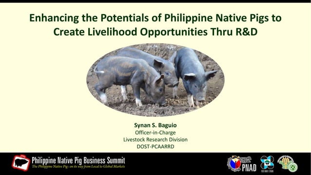 R&D initiatives on Philippine Native Pigs | PPTX | Agriculture | Industries