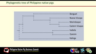R&D initiatives on Philippine Native Pigs | PPTX