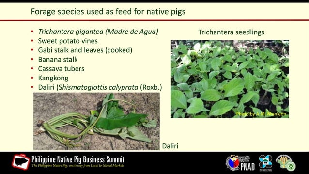 R&D initiatives on Philippine Native Pigs | PPTX | Agriculture | Industries