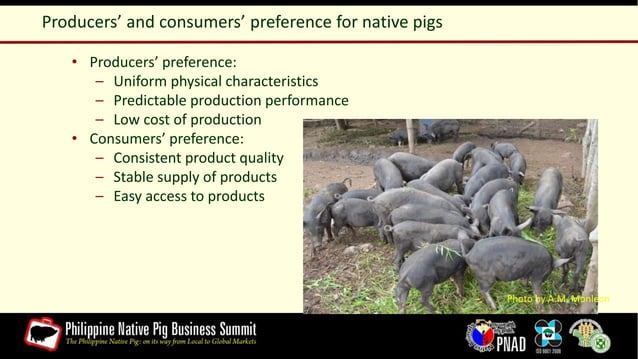 R&D initiatives on Philippine Native Pigs | PPTX | Agriculture | Industries