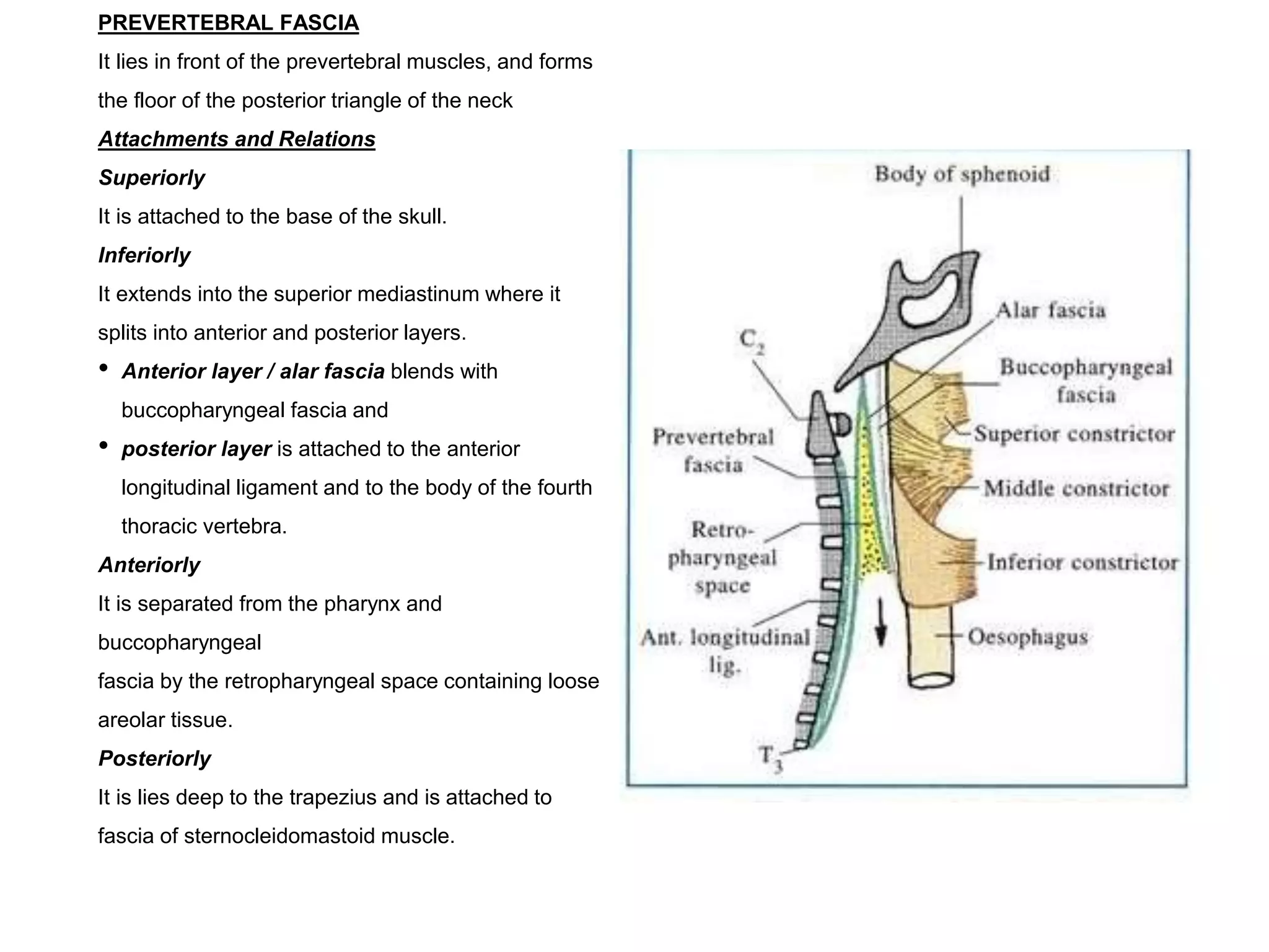 Deep cervical fascia | PPTX
