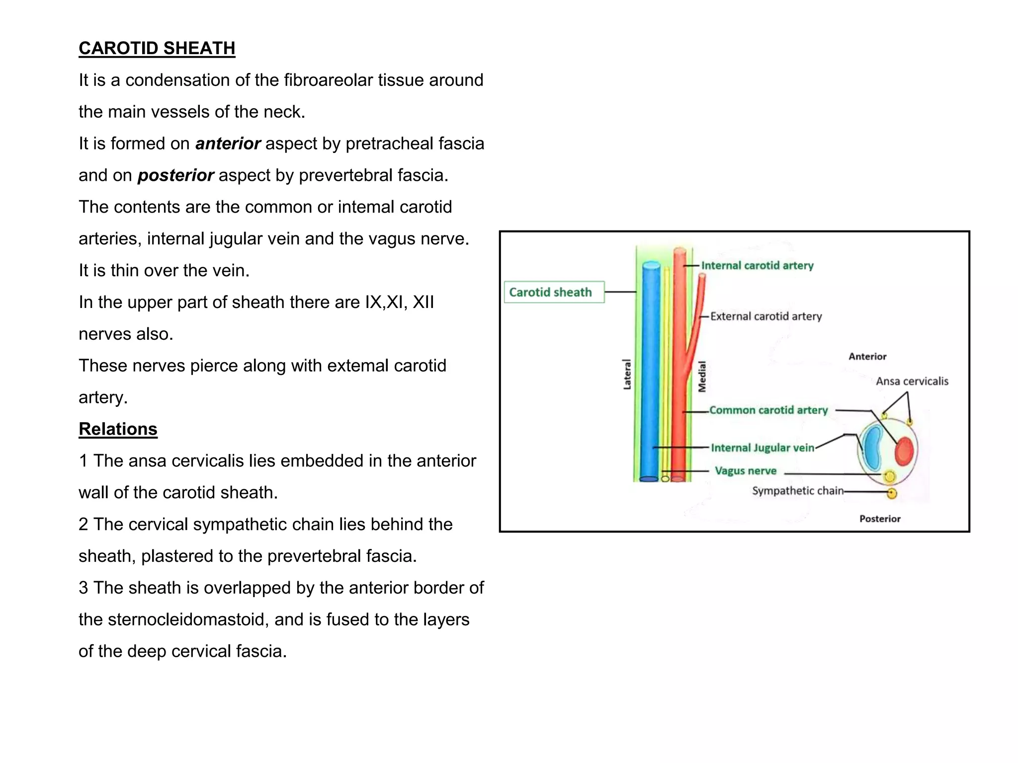 Deep cervical fascia | PPTX