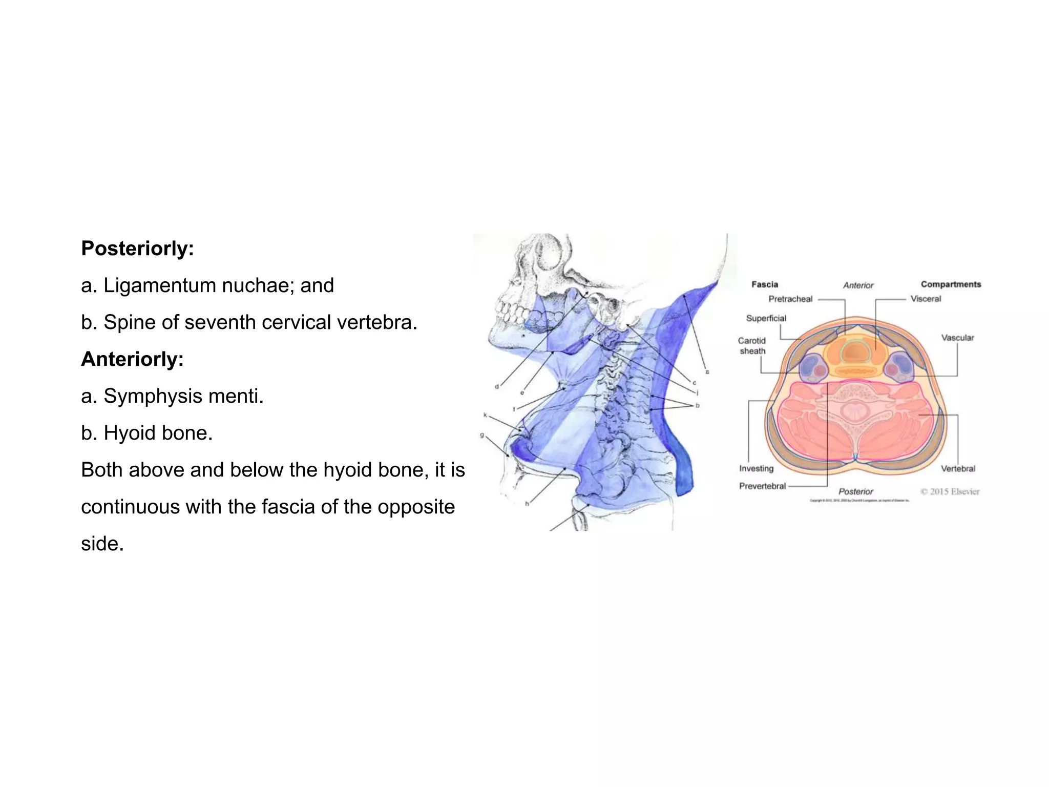 Deep cervical fascia | PPTX
