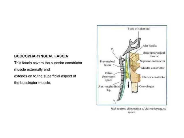 Deep cervical fascia | PPTX | Thyroid Disorders | Endocrine and ...