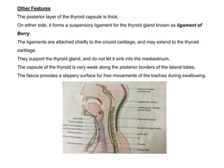 Deep cervical fascia | PPTX