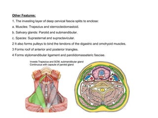 Deep cervical fascia | PPT
