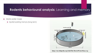 Behavioral Assessment in Rodents:Excellent protocols for neuroscientists with limited resources ...