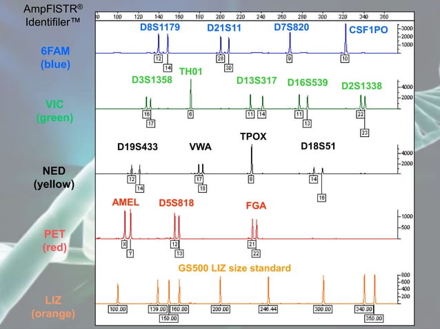 Forensic Sciences (DNA Fingerprinting) STR Typing - Case Report | PPT