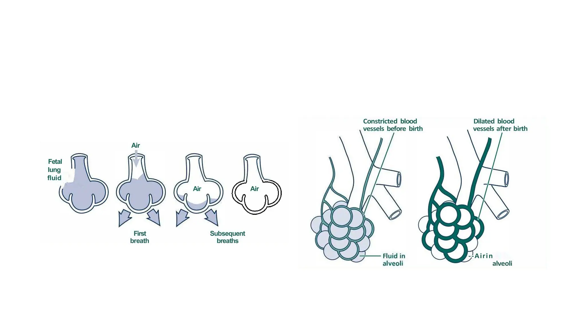 Neonatal resuscitation protocol of pediatric.pptx