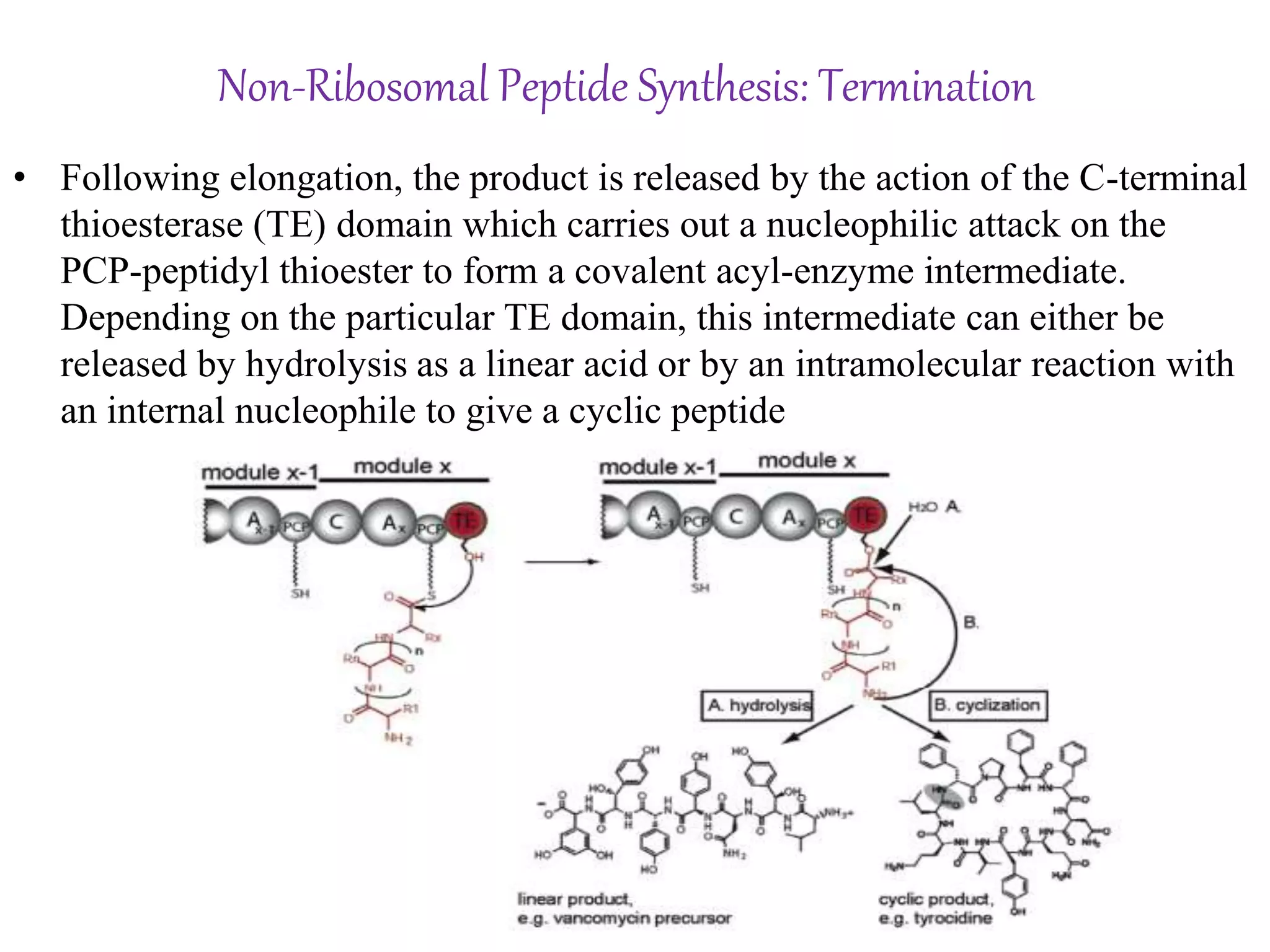 non ribosomal peptide synthesis (molecular biology) | PPTX