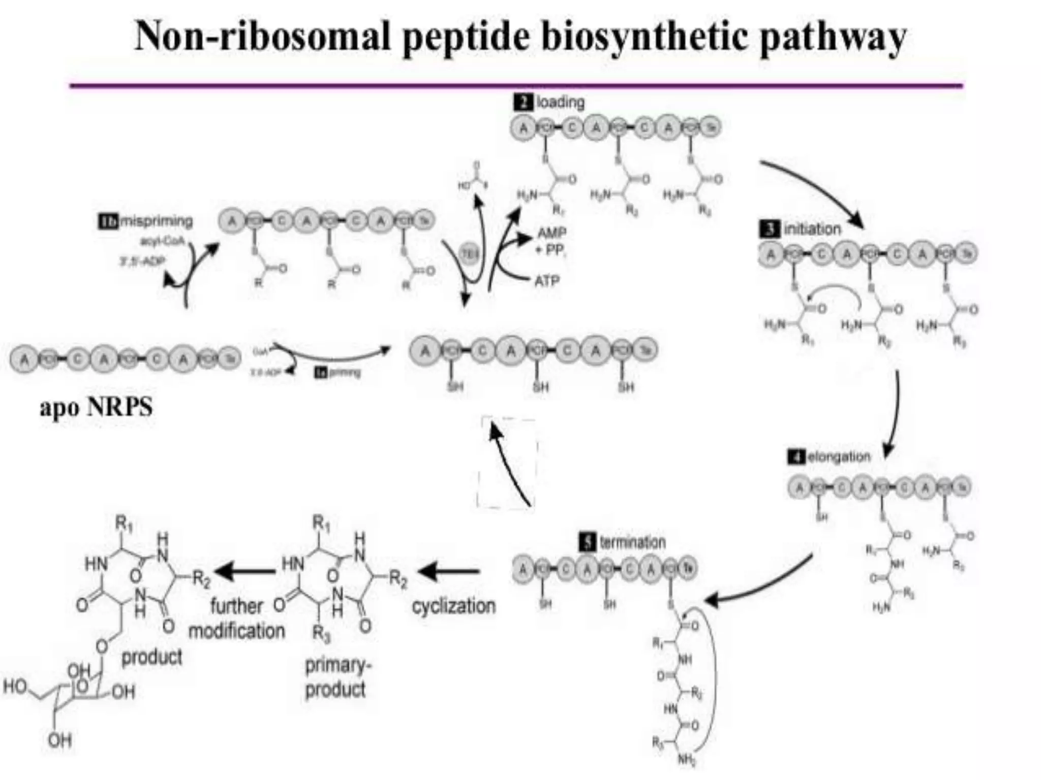 non ribosomal peptide synthesis (molecular biology) | PPTX