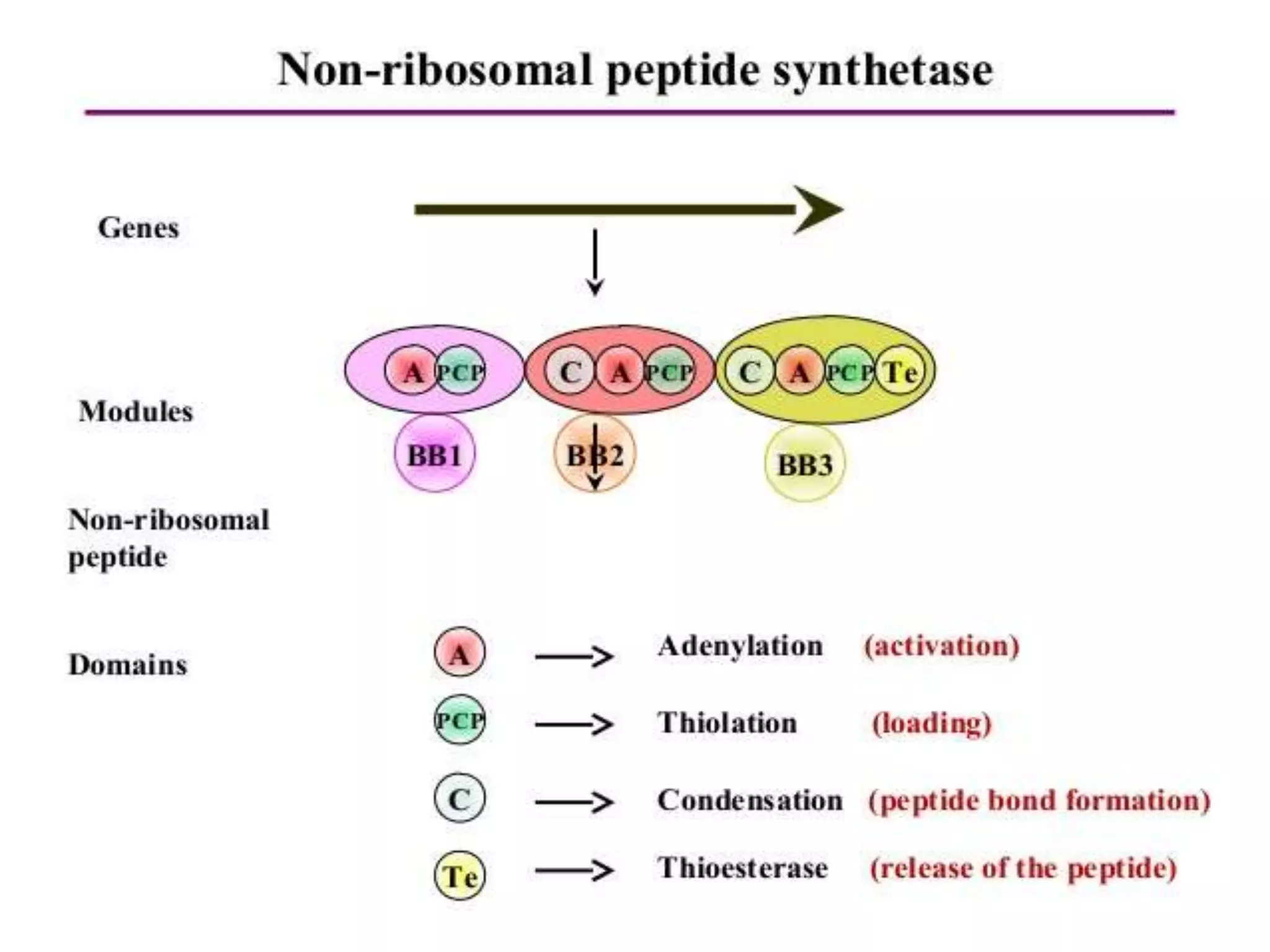 non ribosomal peptide synthesis (molecular biology) | PPTX