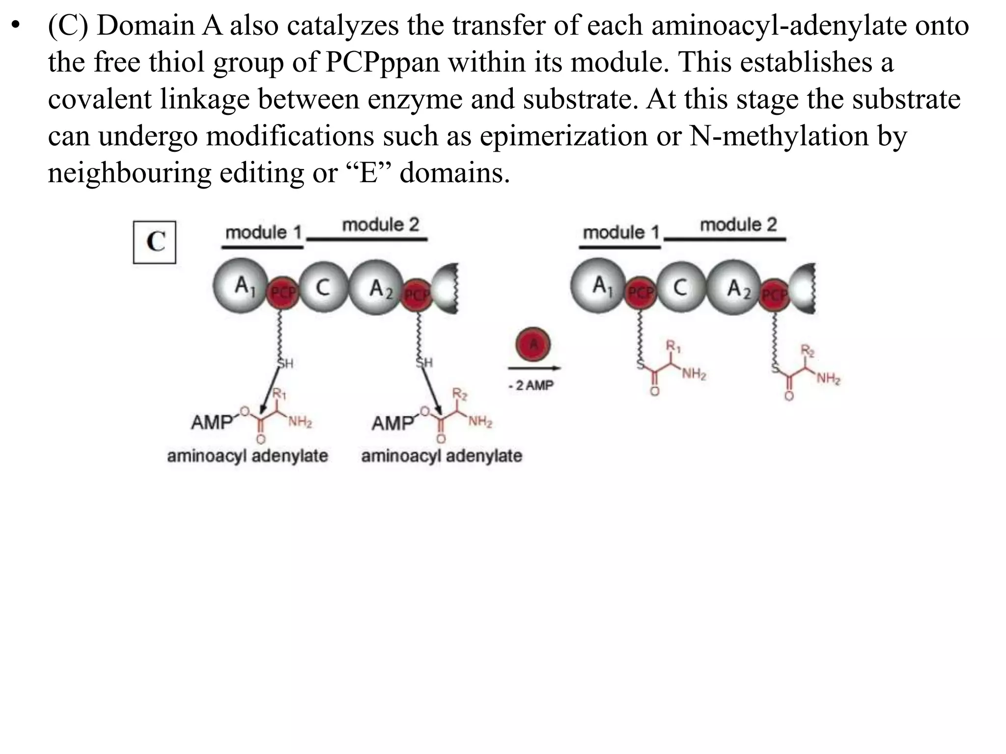 non ribosomal peptide synthesis (molecular biology) | PPTX