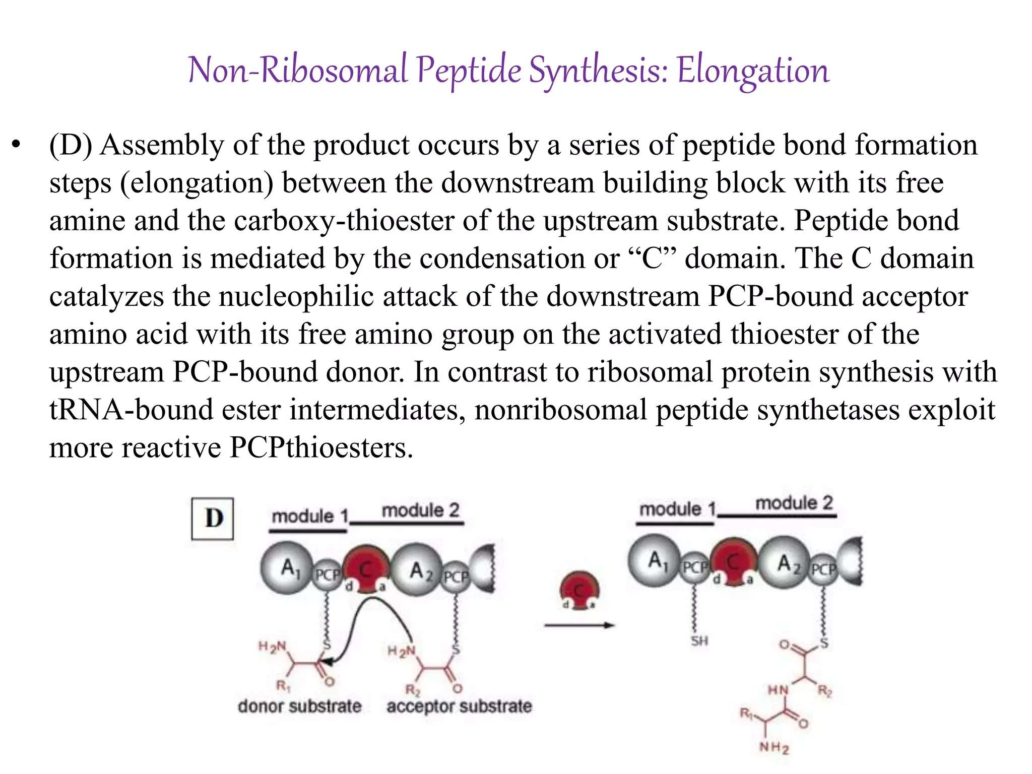 non ribosomal peptide synthesis (molecular biology) | PPTX
