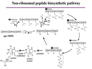 non ribosomal peptide synthesis (molecular biology) | PPTX