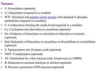 non ribosomal peptide synthesis (molecular biology) | PPTX