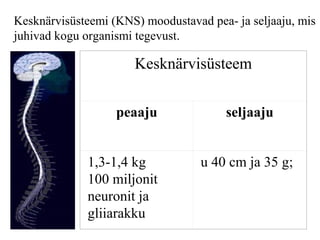 Närvitalitlus | PPT