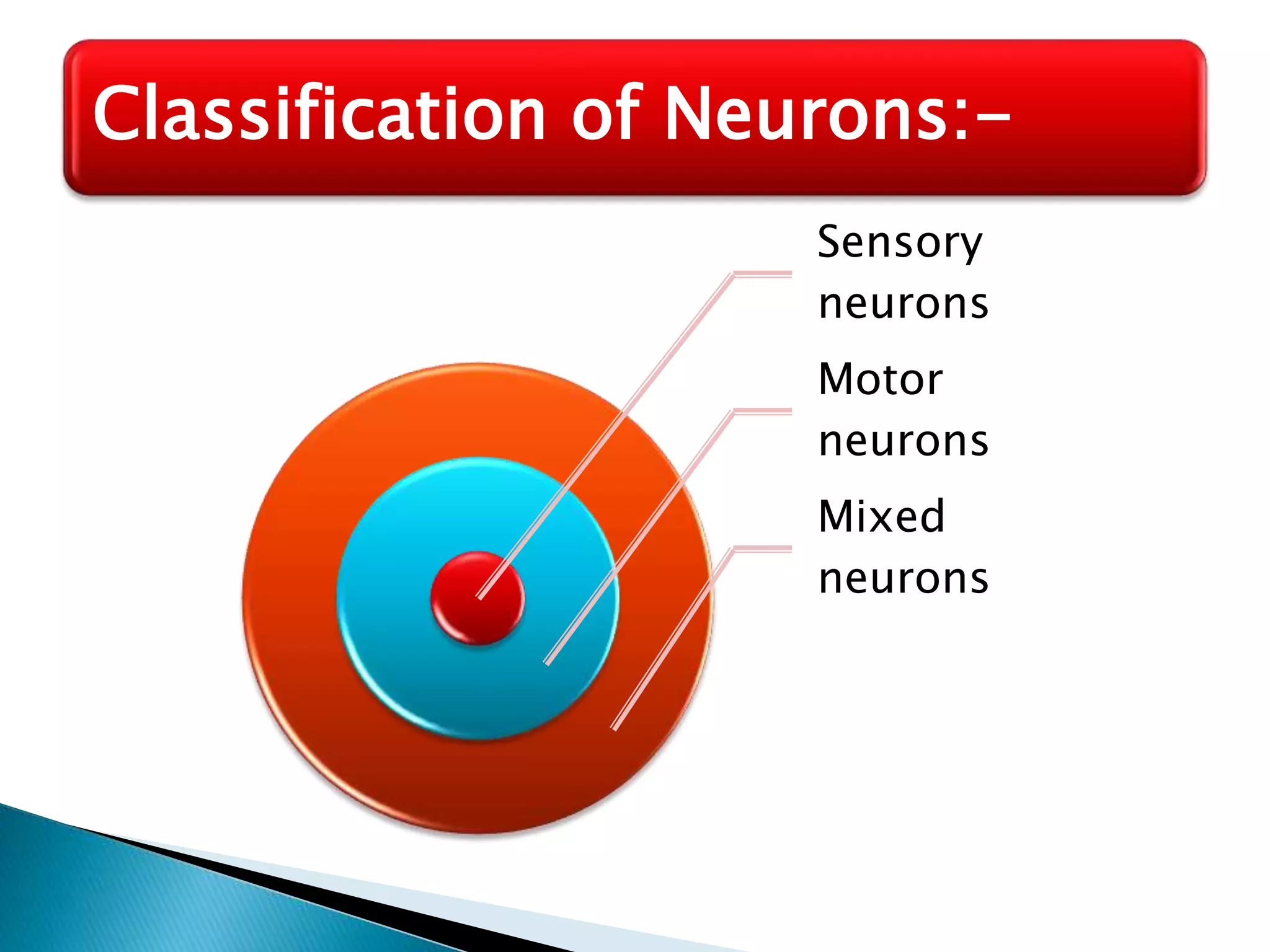 PPT on Nervous System | PPTX