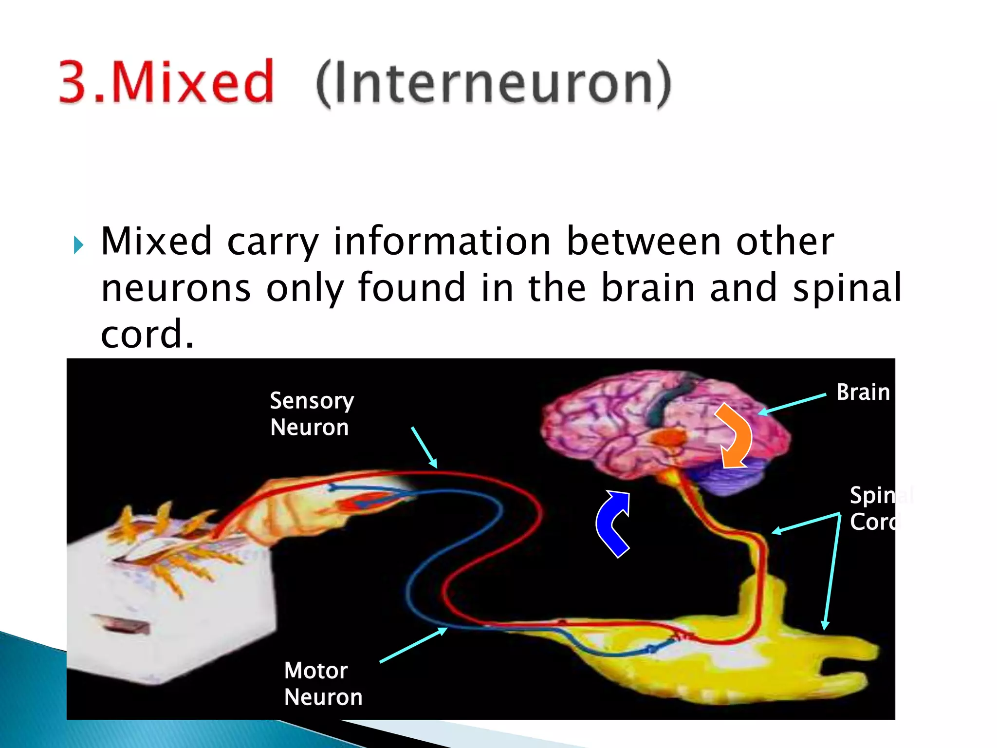 PPT on Nervous System | PPTX