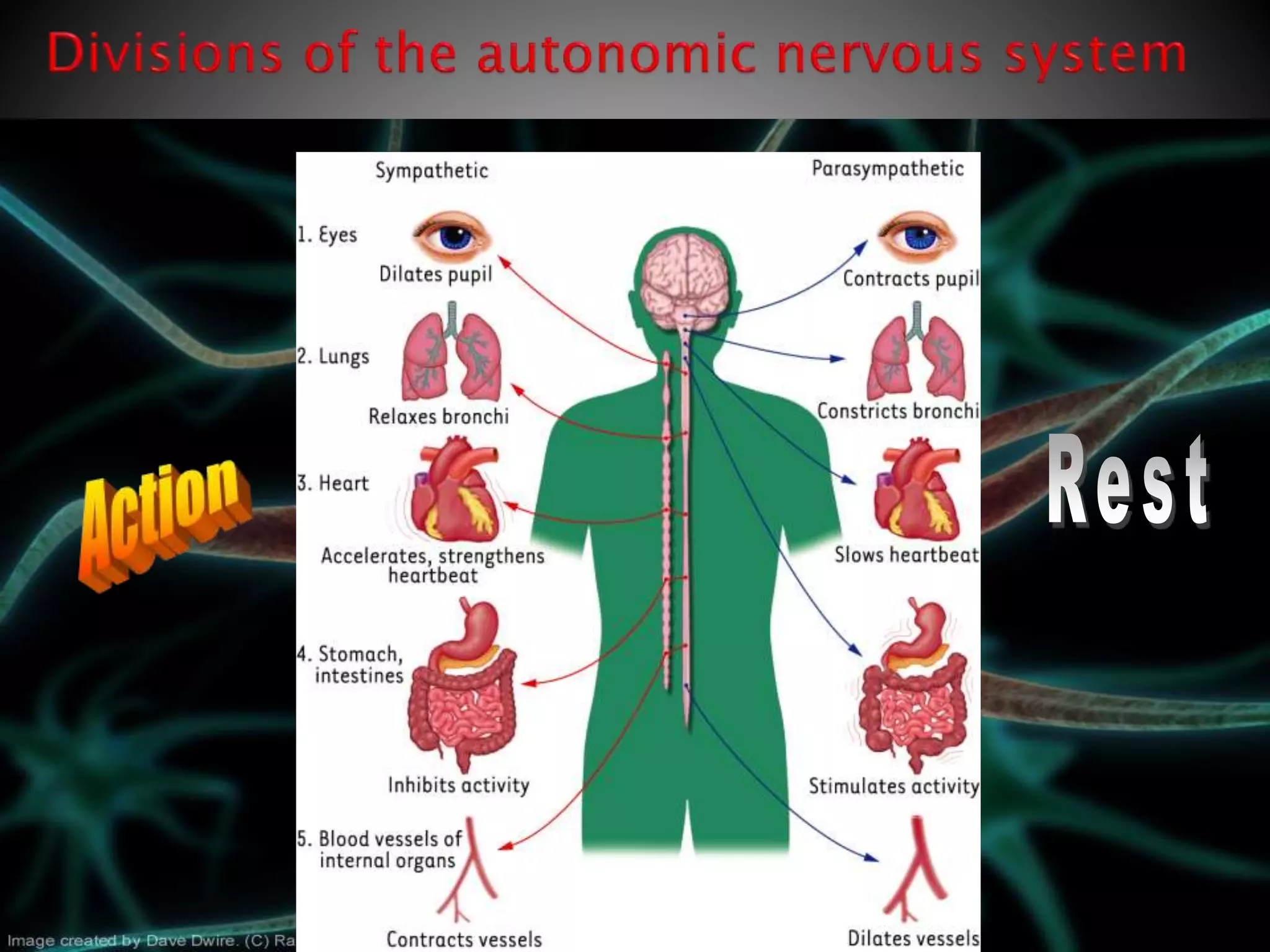PPT on Nervous System | PPTX