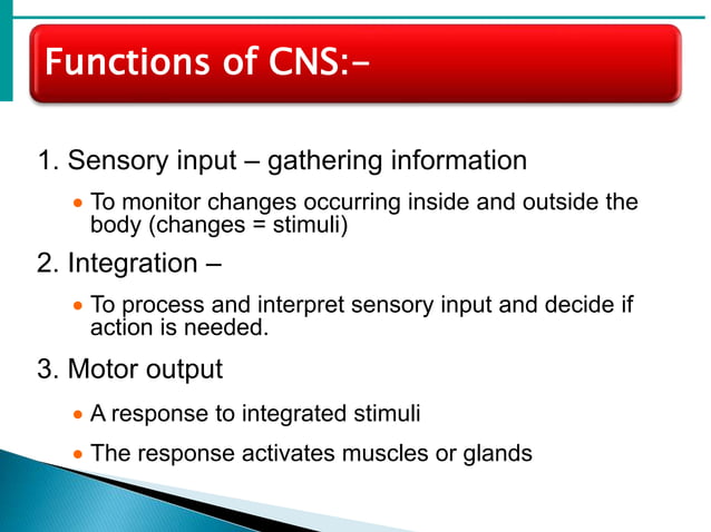 PPT on Nervous System | PPTX