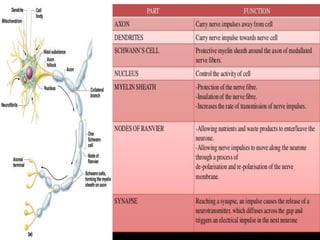 PPT on Nervous System | PPTX